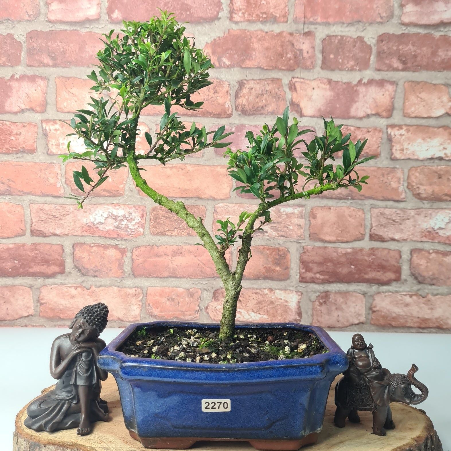 Japanese Holly (Ilex Crenata) Bonsai Tree | Shaped | In 20cm Pot ...