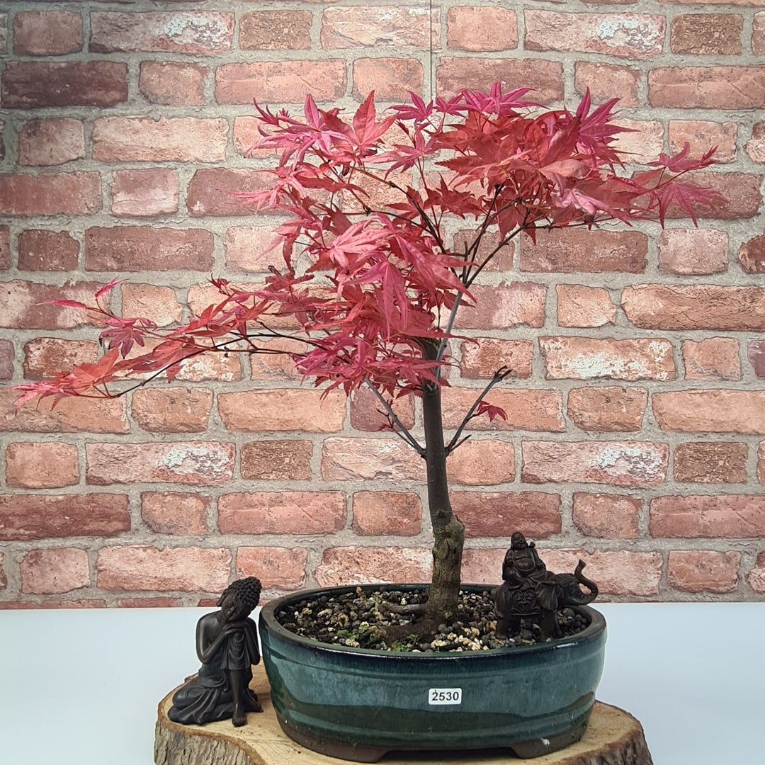 Japanese Maple Bonsai Japanese Maple Bonsai Tree(acer Palmatum 'Kogane