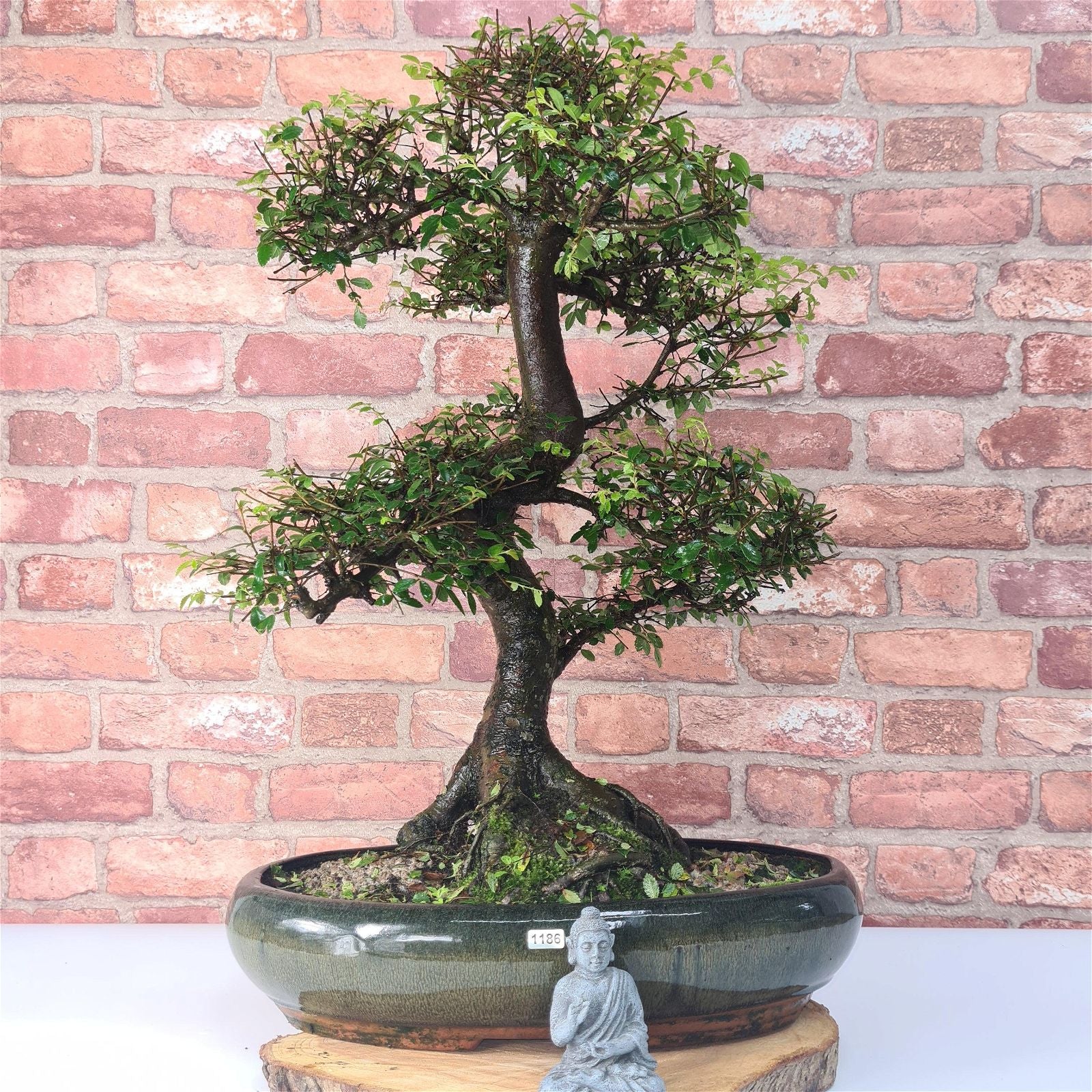 Large Chinese Elm (Ulmus Parvifolia) Bonsai Tree | Shaped | In 35cm Po ...