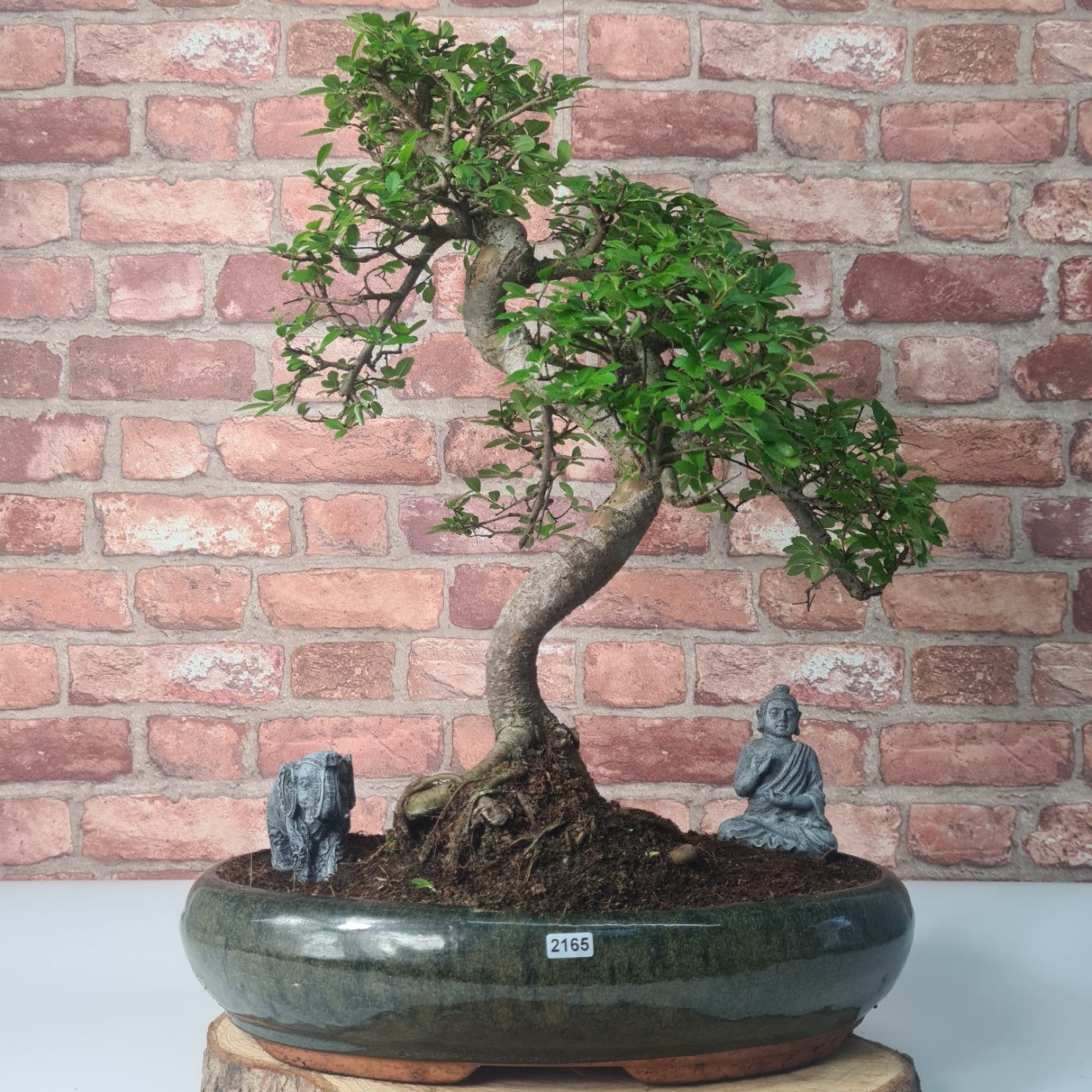 Large Chinese Elm (Ulmus Parvifolia) Bonsai Tree | Shaped | In 35cm Po ...