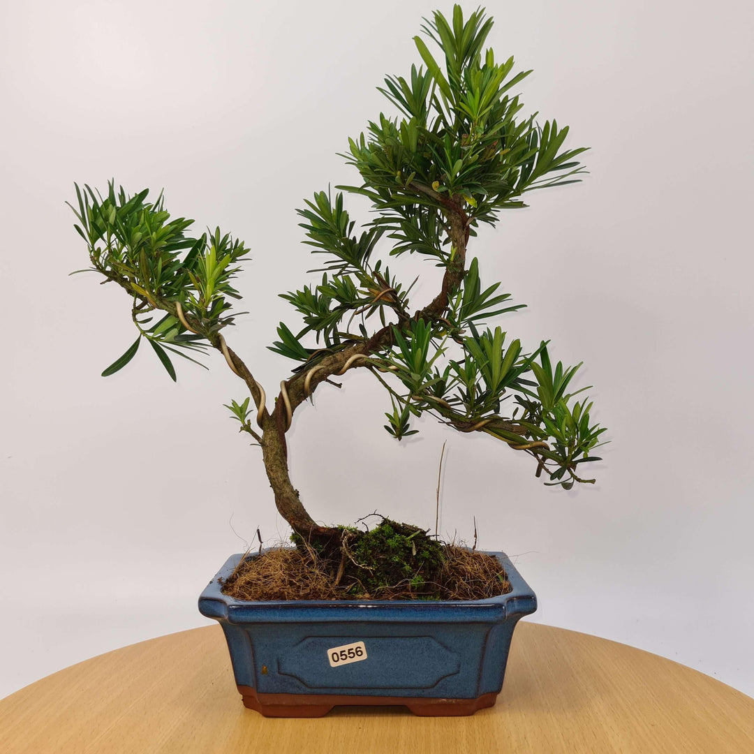 Bonzie Tree Podocarpus (Buddhist Pine) Bonsai Tree - Informal Upright ...