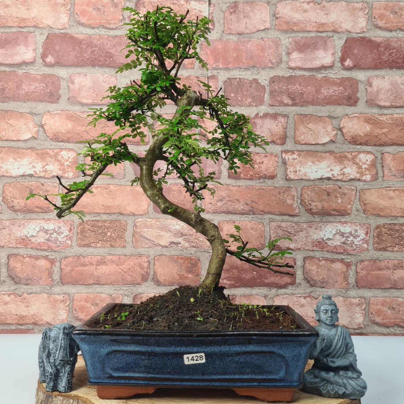 Chinese Pepper (Zanthoxylum Pipertum) Bonsai Tree | Shaped | In 25cm P ...